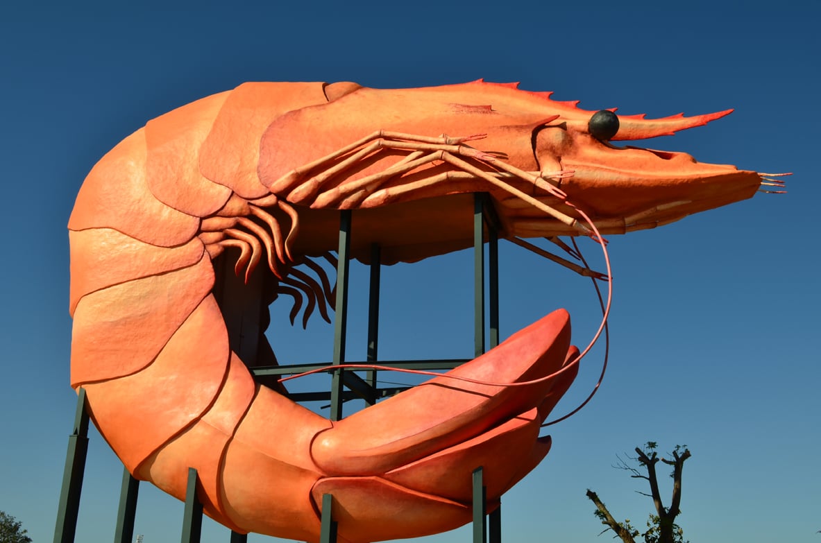 Prawnography: the big and the small – The Echo