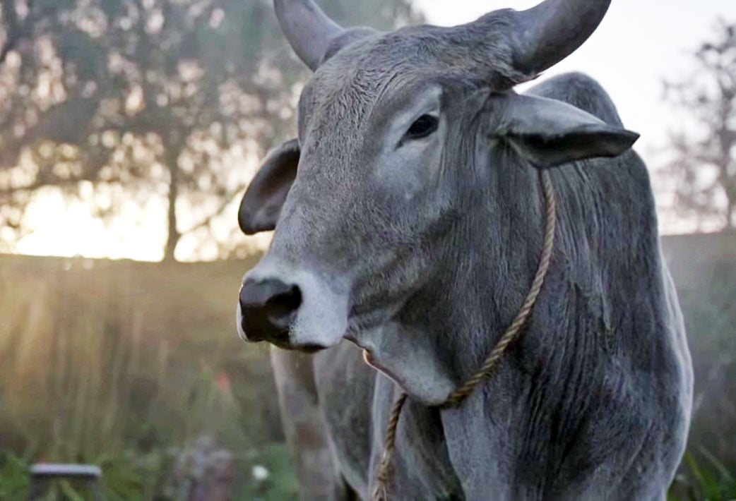 grey-bull- – The Echo