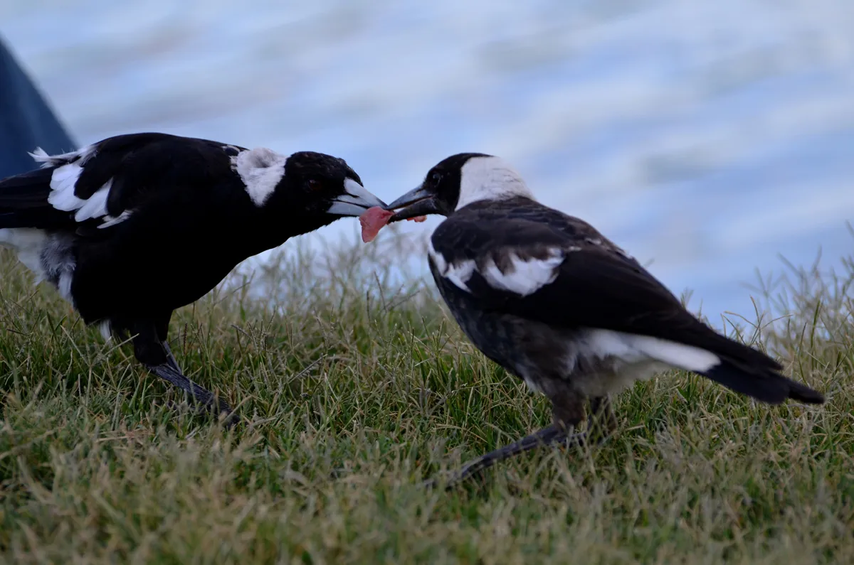 Life in the slow lane when raising magpie young – The Echo