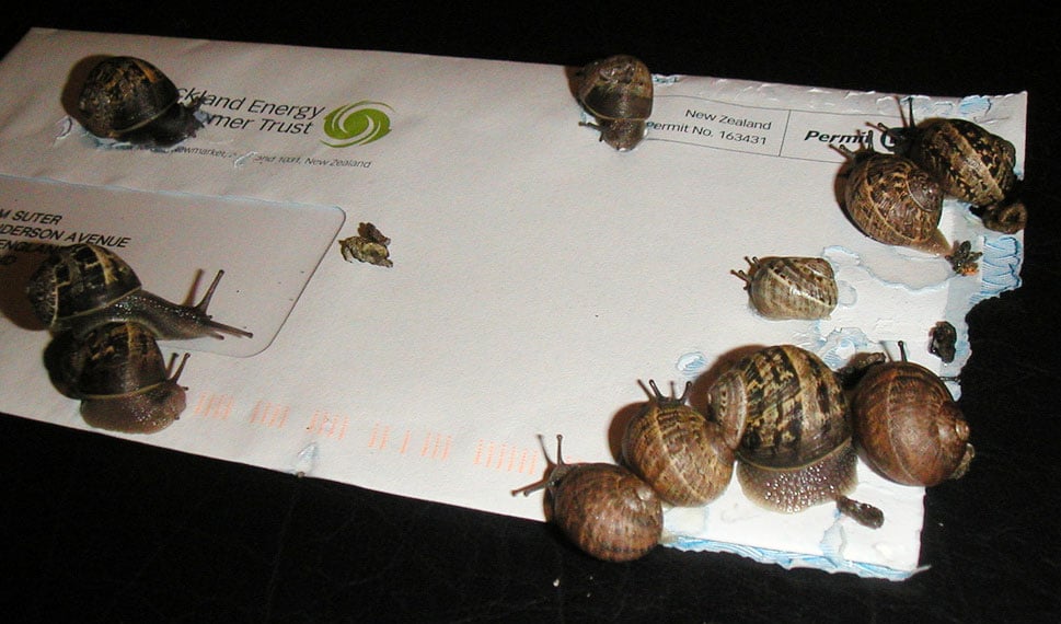 snailmail – The Echo