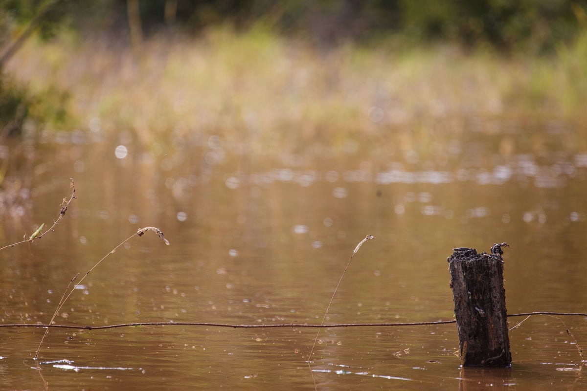 Floodwaters essential for ecosystem rejuvenation say experts – The Echo