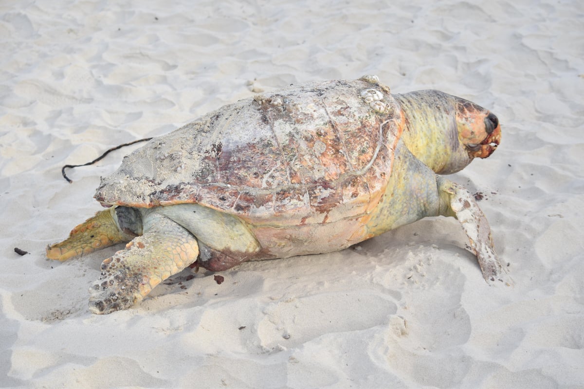 Endangered loggerhead turtle likely killed by shark nets – The Echo