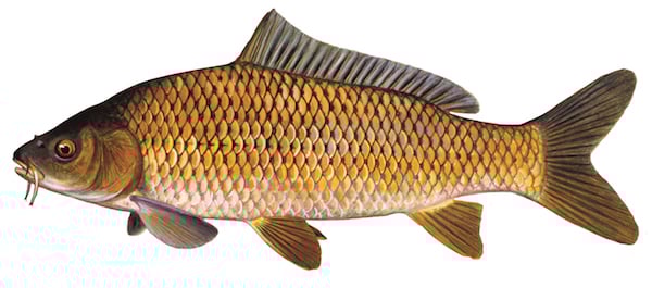 Lismore goes carp crazy next Saturday – The Echo