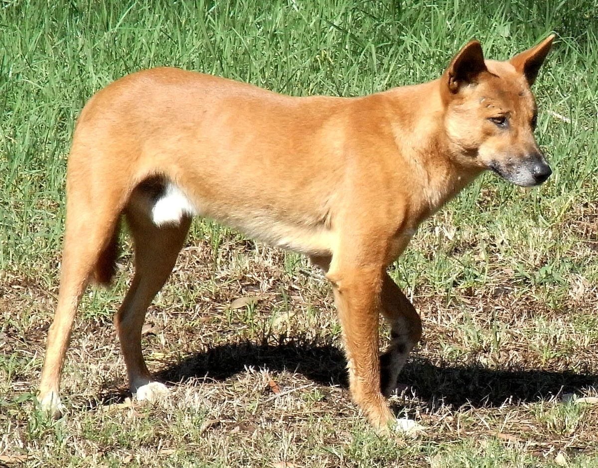 Dingoes front and centre of significant cultural project in Byron Shire ...