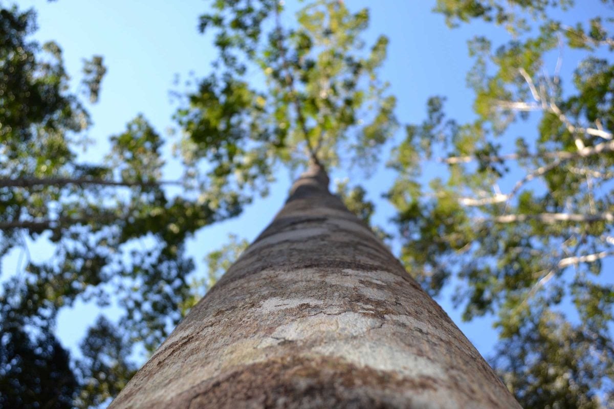 Native timber showcase and design competition launches – The Echo