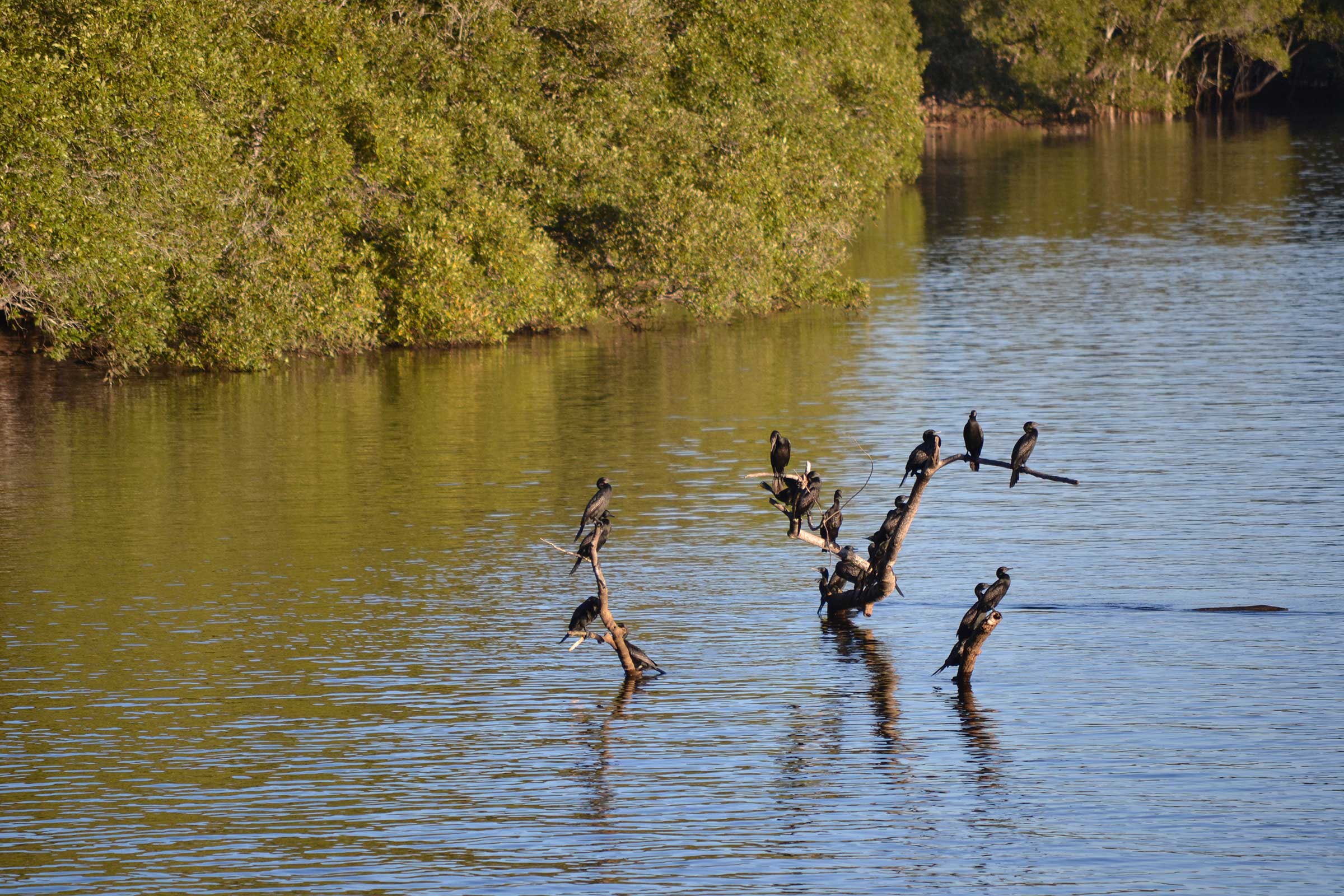 Take me to the river: Time for a free-flowing Brunswick River – The Echo