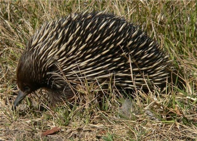 Echidna death toll on the rise – The Echo