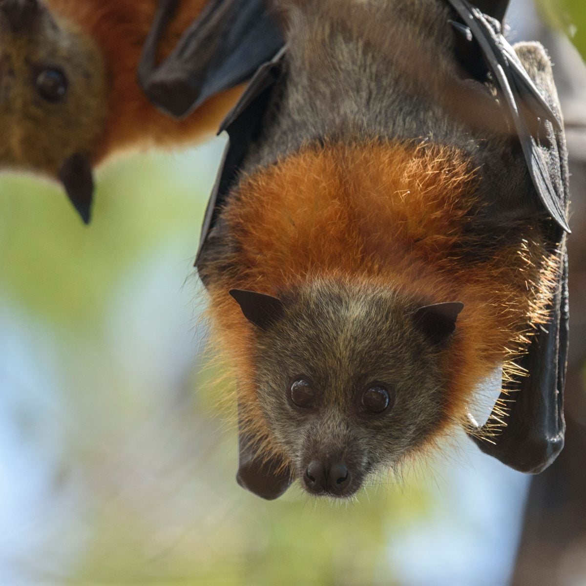 It's time to understand the flying fox – The Echo
