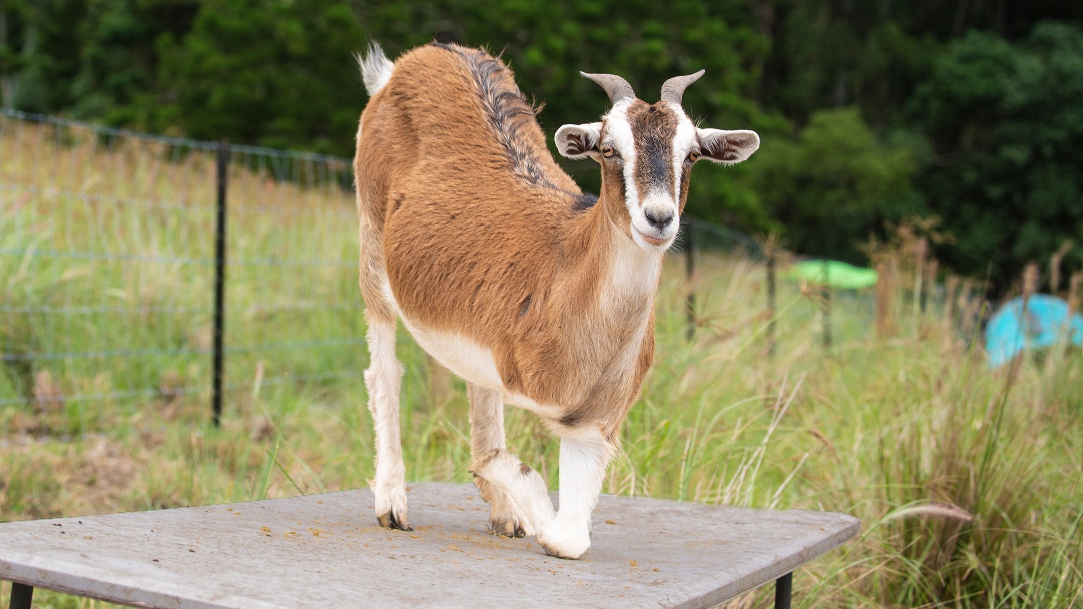 Sugarshine: the light for farm animals – The Echo