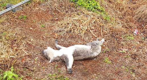 Two more dead: what can you do to help koalas? – The Echo