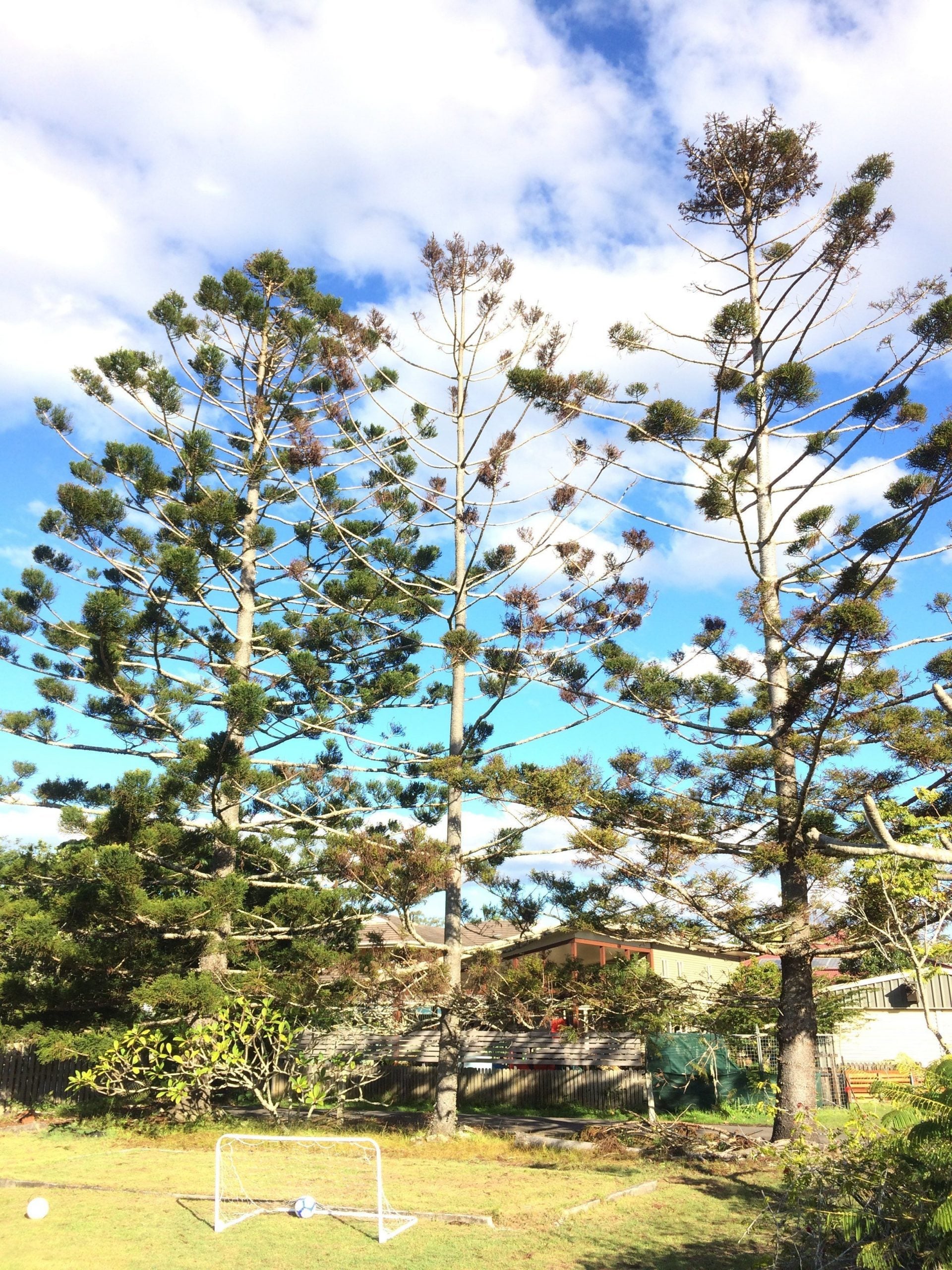 tree poisoning 2 – The Echo