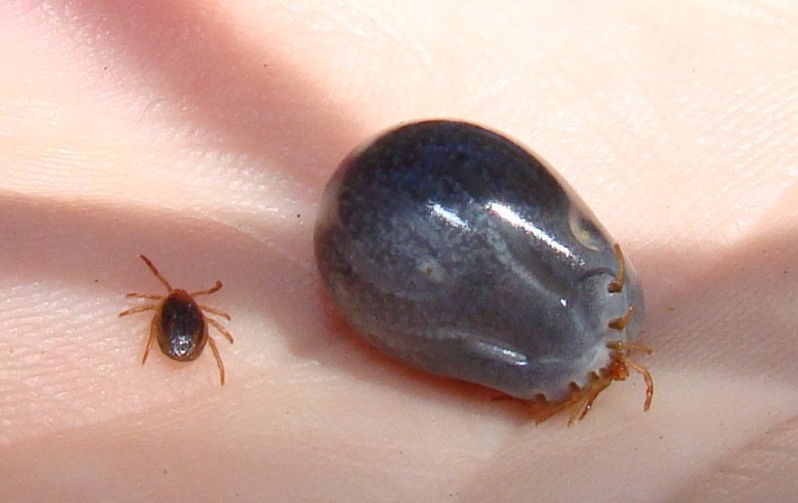 Ticking the boxes for Ixodes holocyclus – The Echo