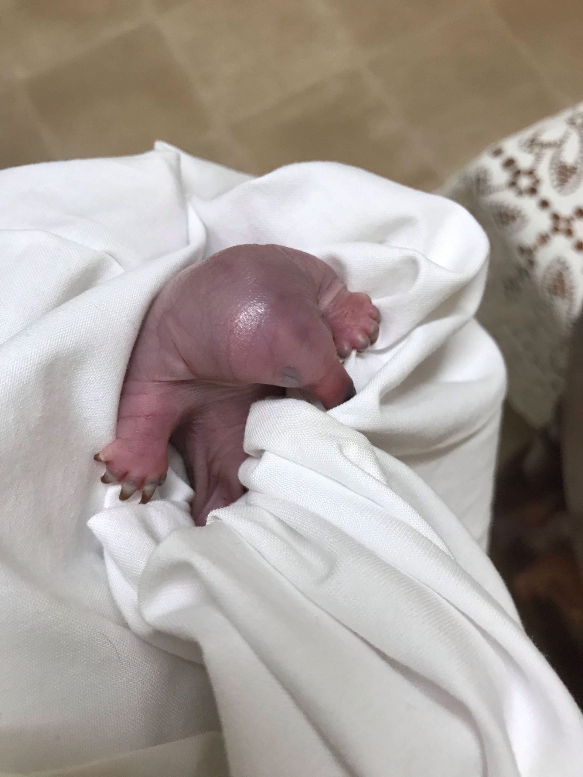 Volunteers rescue 'first puggle of the season' – The Echo