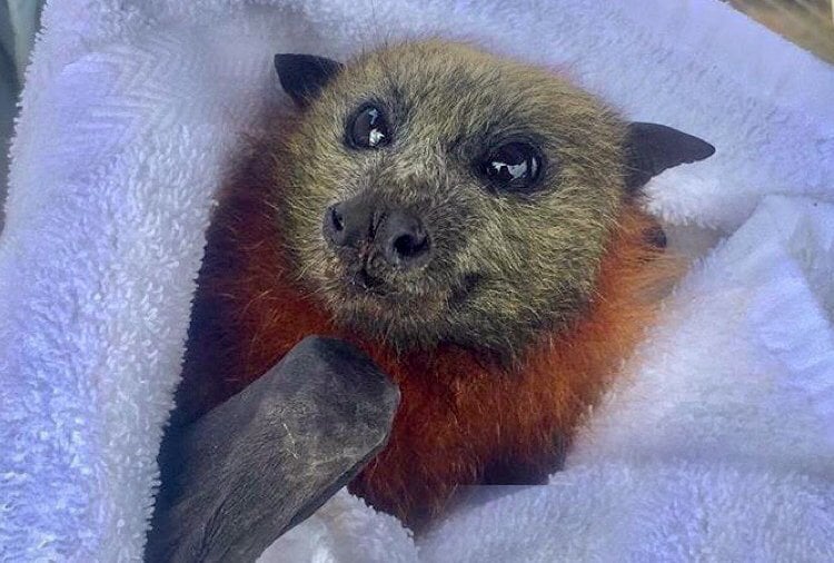 Flying foxes need us to help them save forests – The Echo