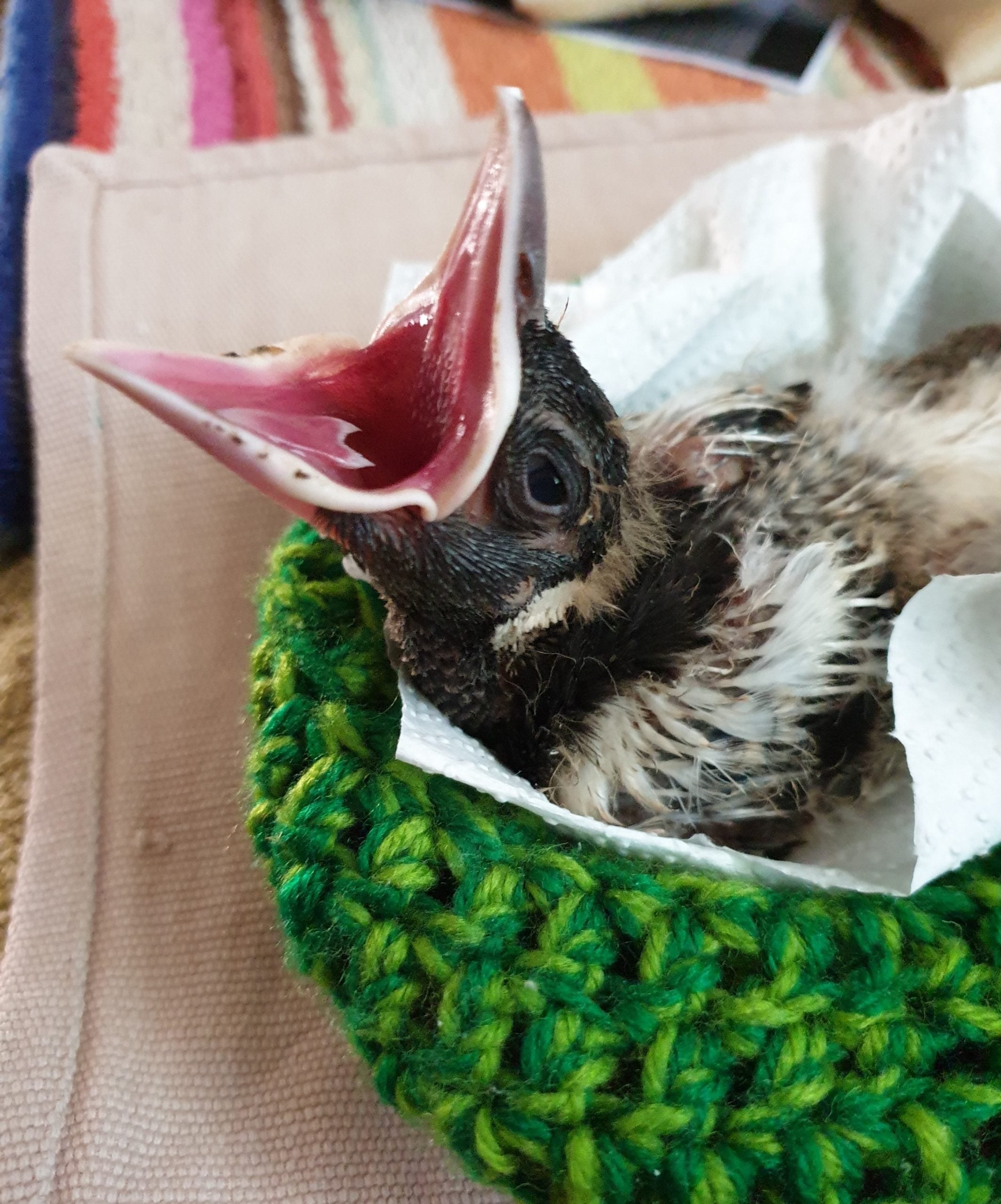 Yet another magpie chick – The Echo