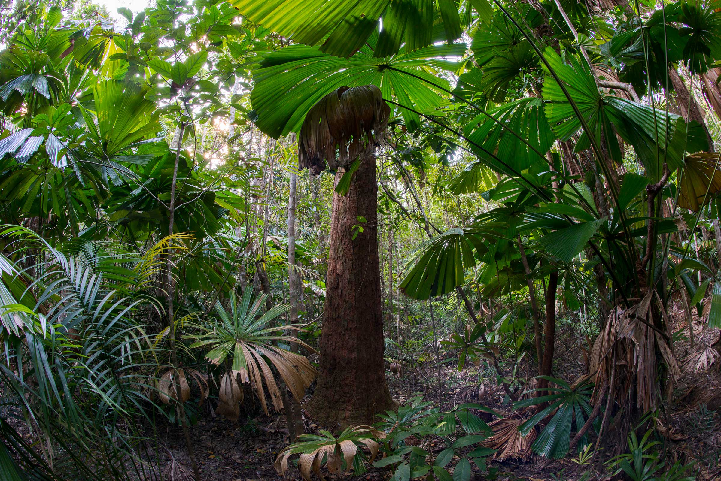 Can You Afford To Help Protect The Daintree The Echo can-you-afford-to-help-protect-the-daintree-the-echo