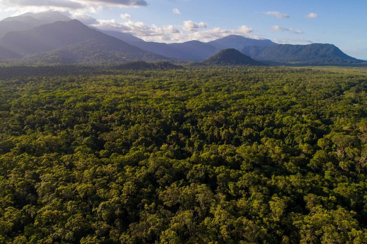 Can you afford to help protect the Daintree? – The Echo