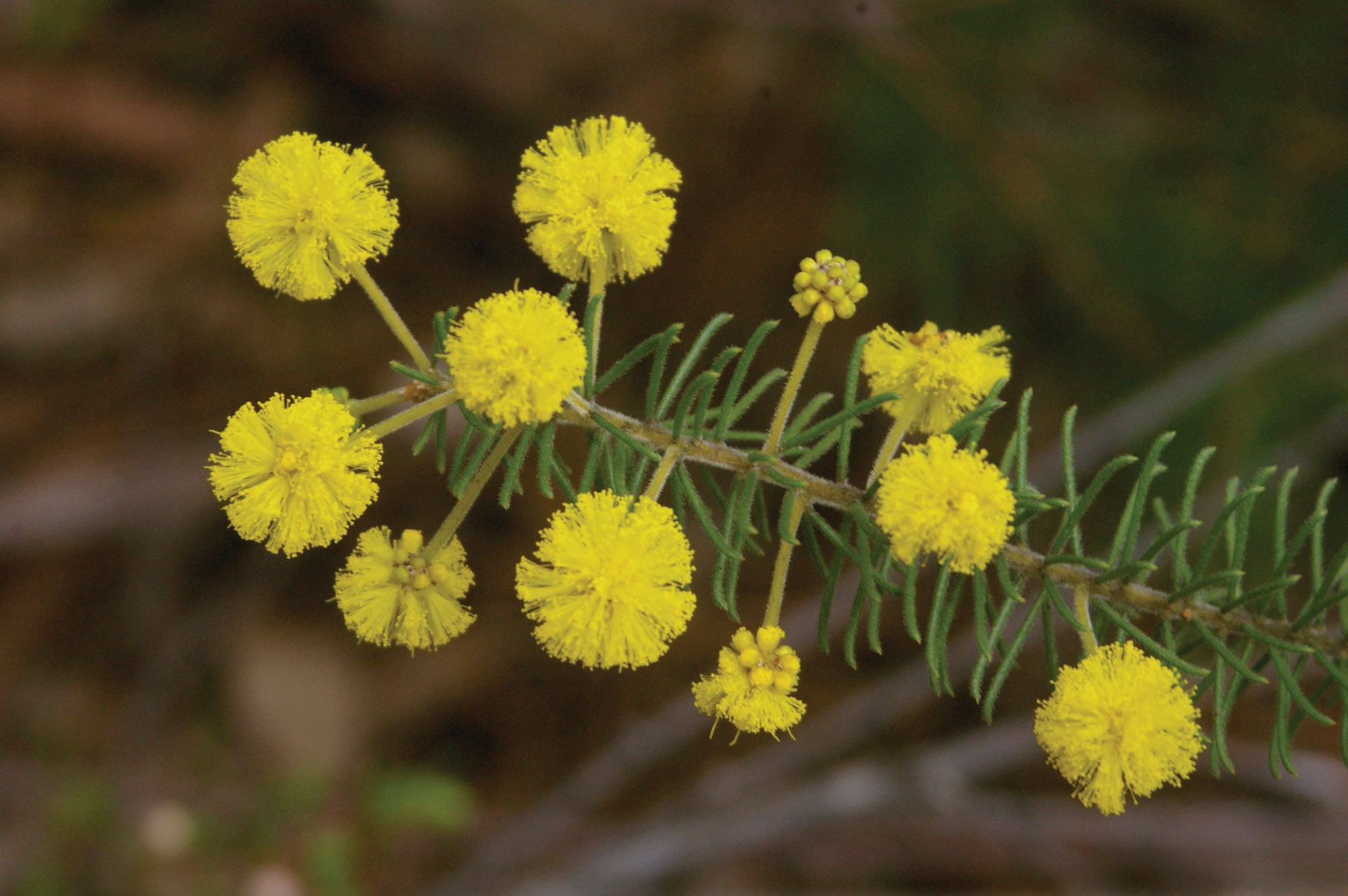 Wattle Day celebrates post-fire trees bursting back to life – The Echo