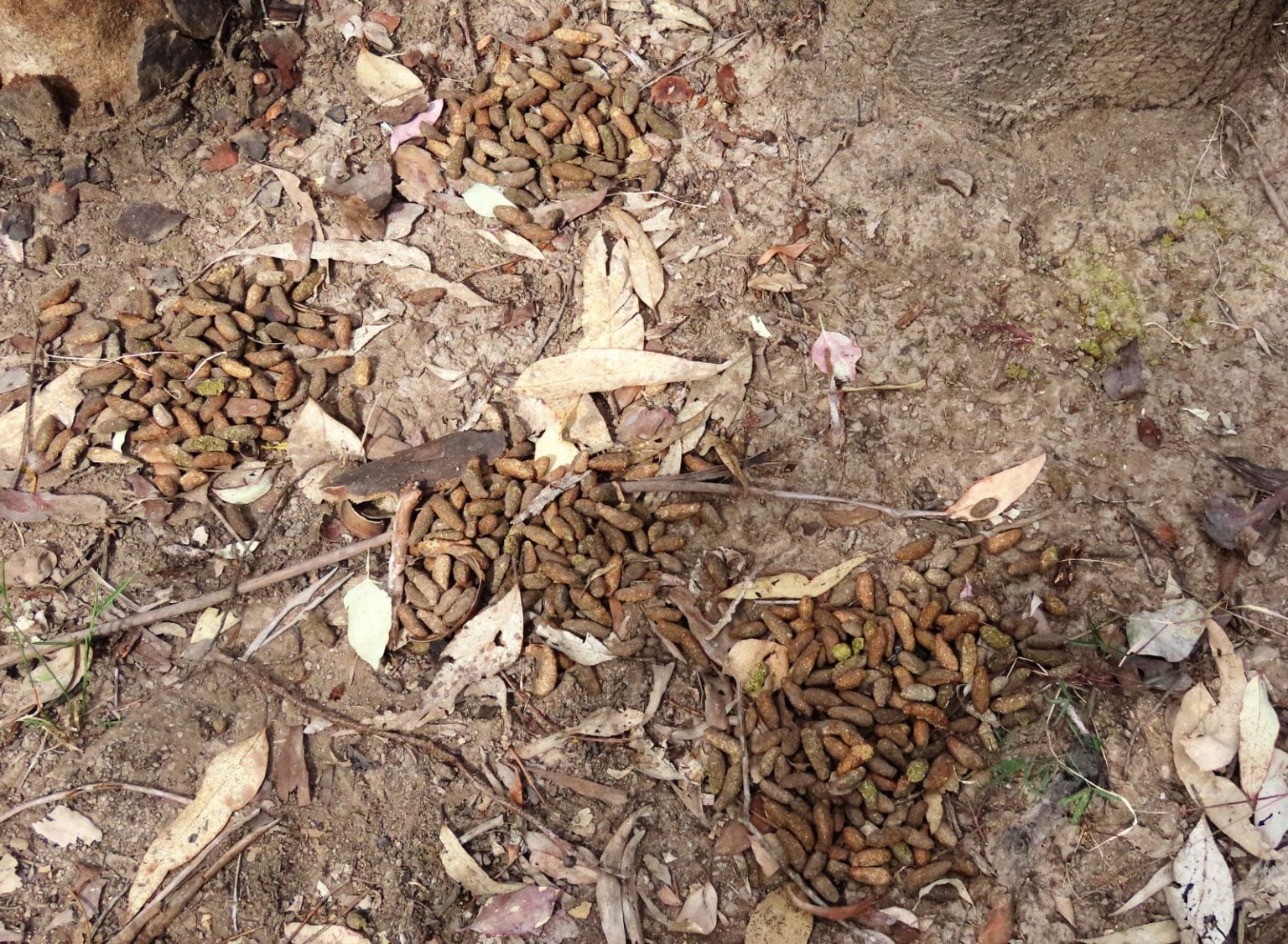 Koala scats indicate refugia in Myrtle State Forest – The Echo