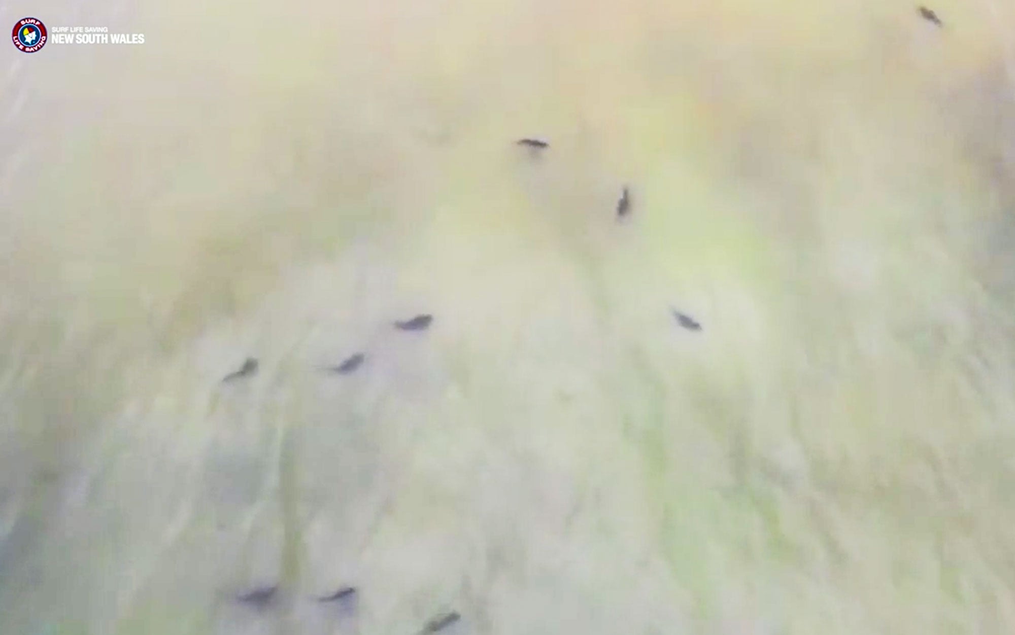 Evan-drone-screen-shot-sharks- – The Echo