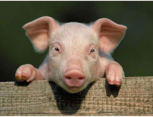 Let’s talk pork! – The Echo