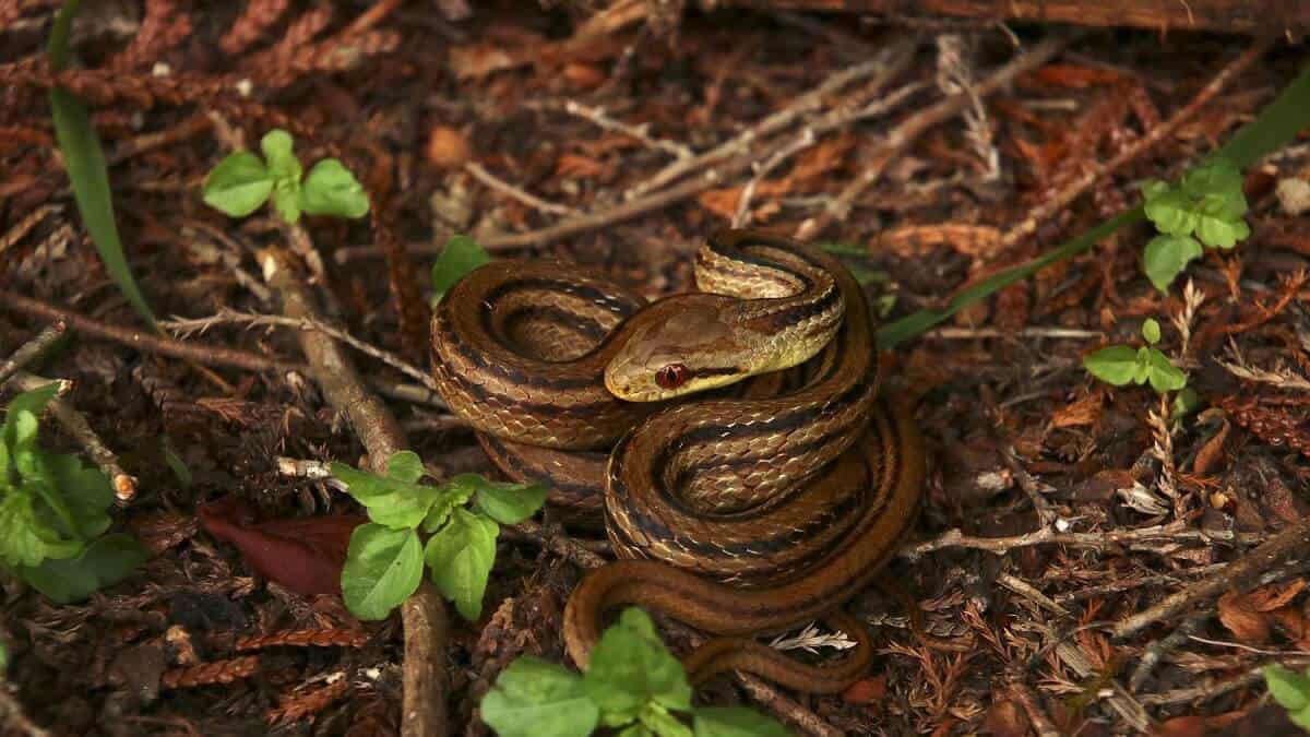Snakes monitor radioactive contamination – The Echo