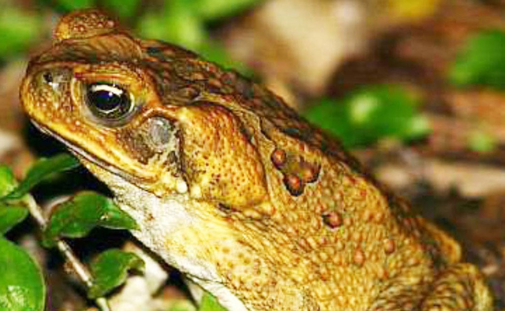 Got time to bust a cane toad in Byron Shire? – The Echo