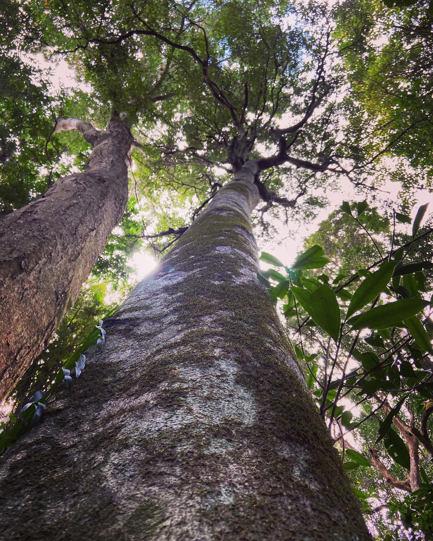 Big-Scrub-rainforest-Hayters-Hill-web – The Echo