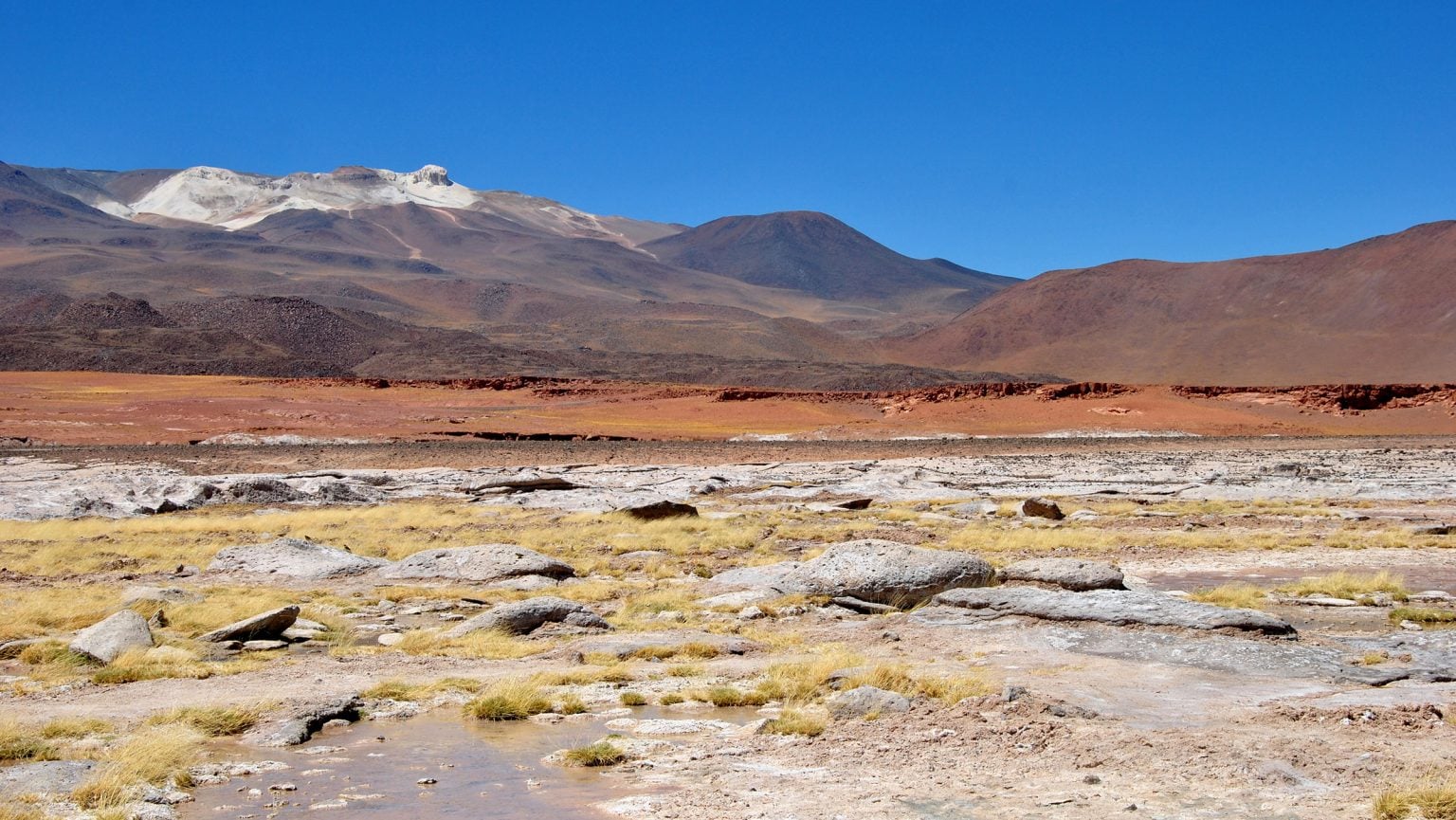 How plants survive in the Atacama desert – The Echo