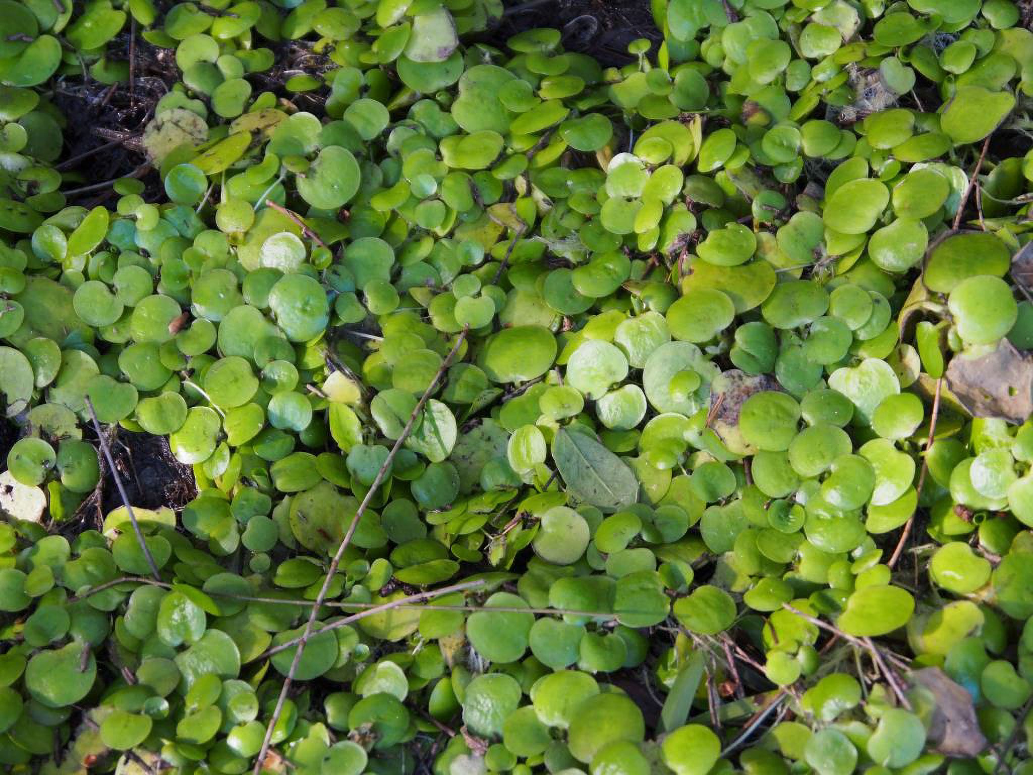 Frogbit-(Limnobium-laevigatum)-2536-Enhanced – The Echo