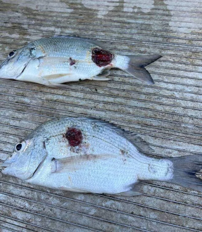 Red-spot-fish-Tweed-River-Acid-sulfate-soil – The Echo