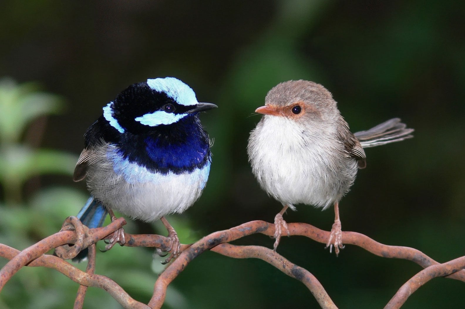 ‘Sad and distressing’: massive numbers of bird deaths in Australian ...