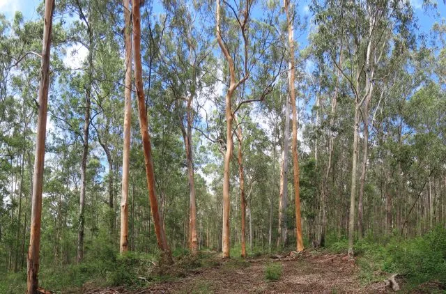 Cherry Tree State Forest logging disrupted – The Echo