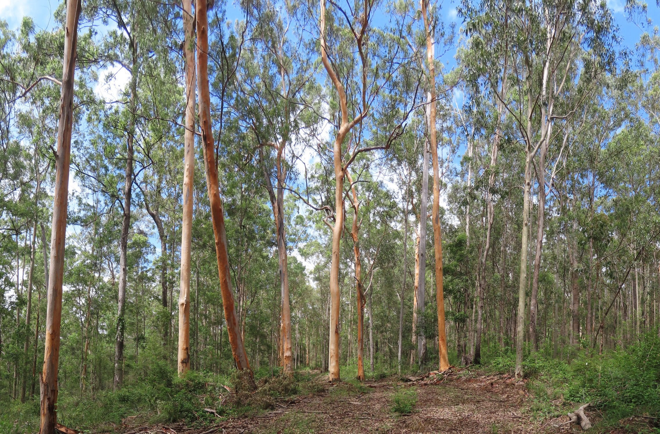 Cherry Tree State Forest logging disrupted – The Echo