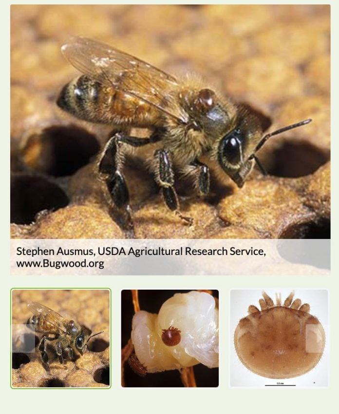 Varroa mite Red Zone expansion – The Echo