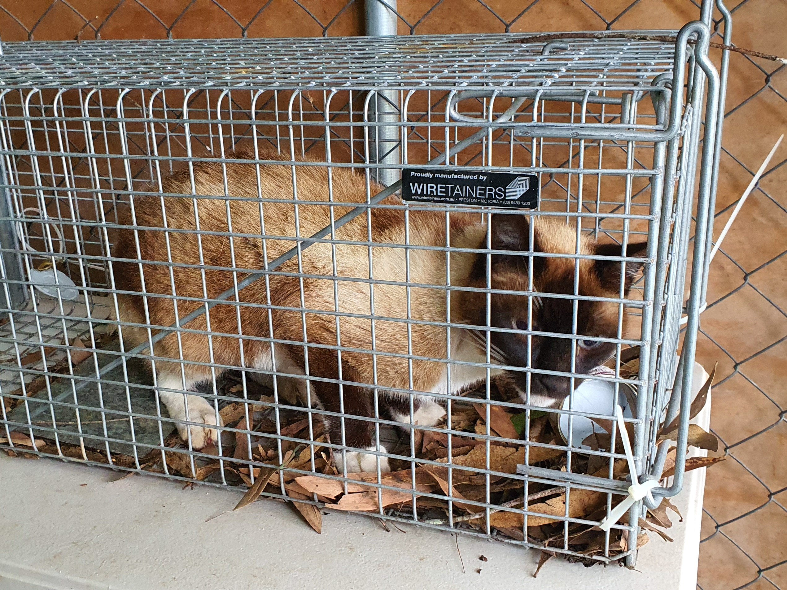 Cat control effort supports recovery of native wildlife – The Echo