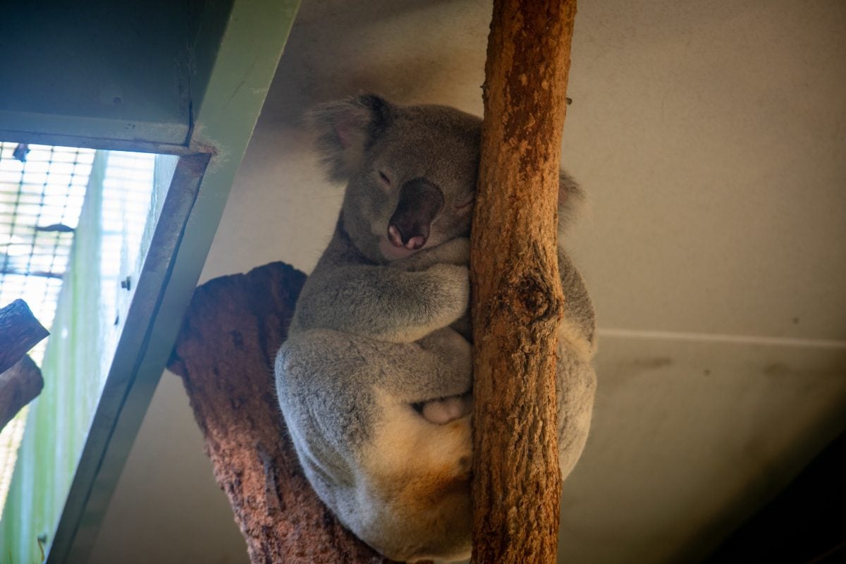 Byron Bay Wildlife Hospital and Sanctuary on the up – The Echo