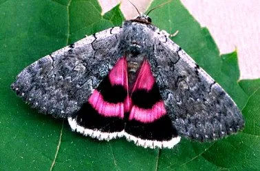 Spare a thought for the Underwing Moth before it goes under forever ...