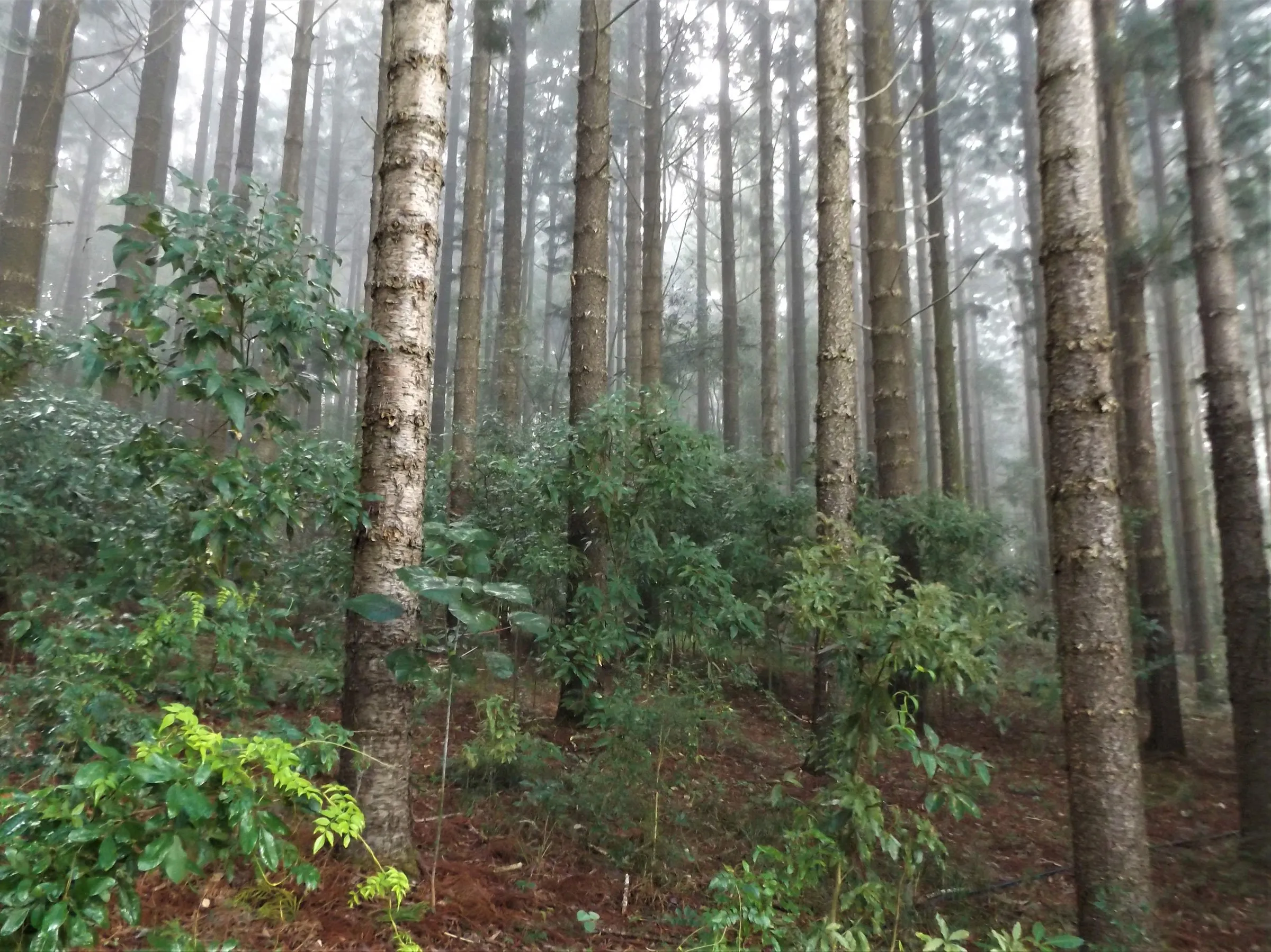 Learn about your local birds on the Lismore Rainforest Botanic Gardens ...