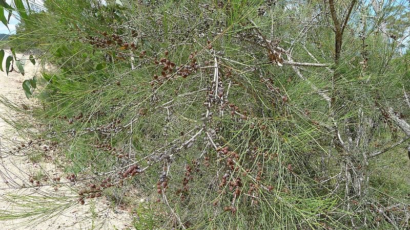 She-oak-Allocasuarina_rigida_vegetation_(15967528637) – The Echo