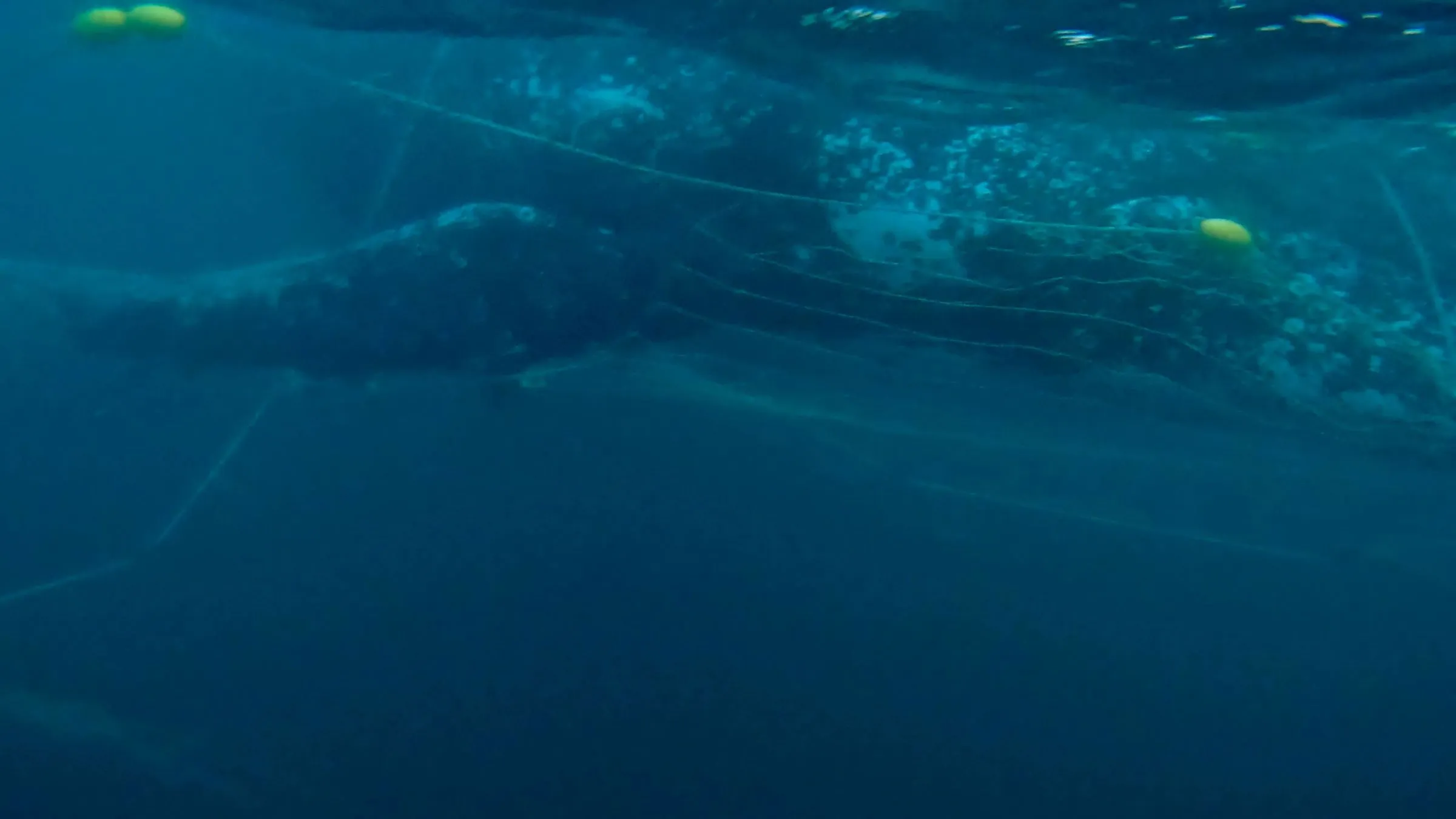 Whale-caught-in-net-Gold-Coast-5-June-1 – The Echo