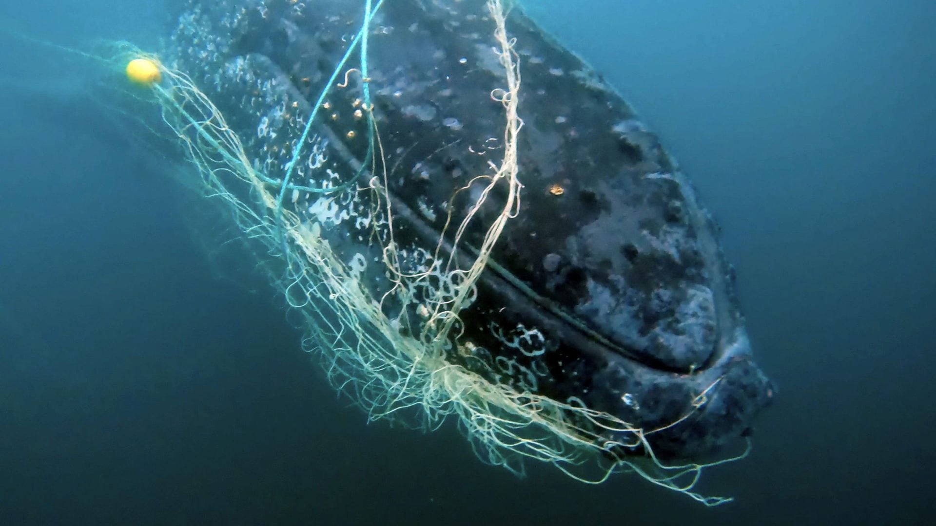 Young whale caught in shark nets on Gold Coast – The Echo