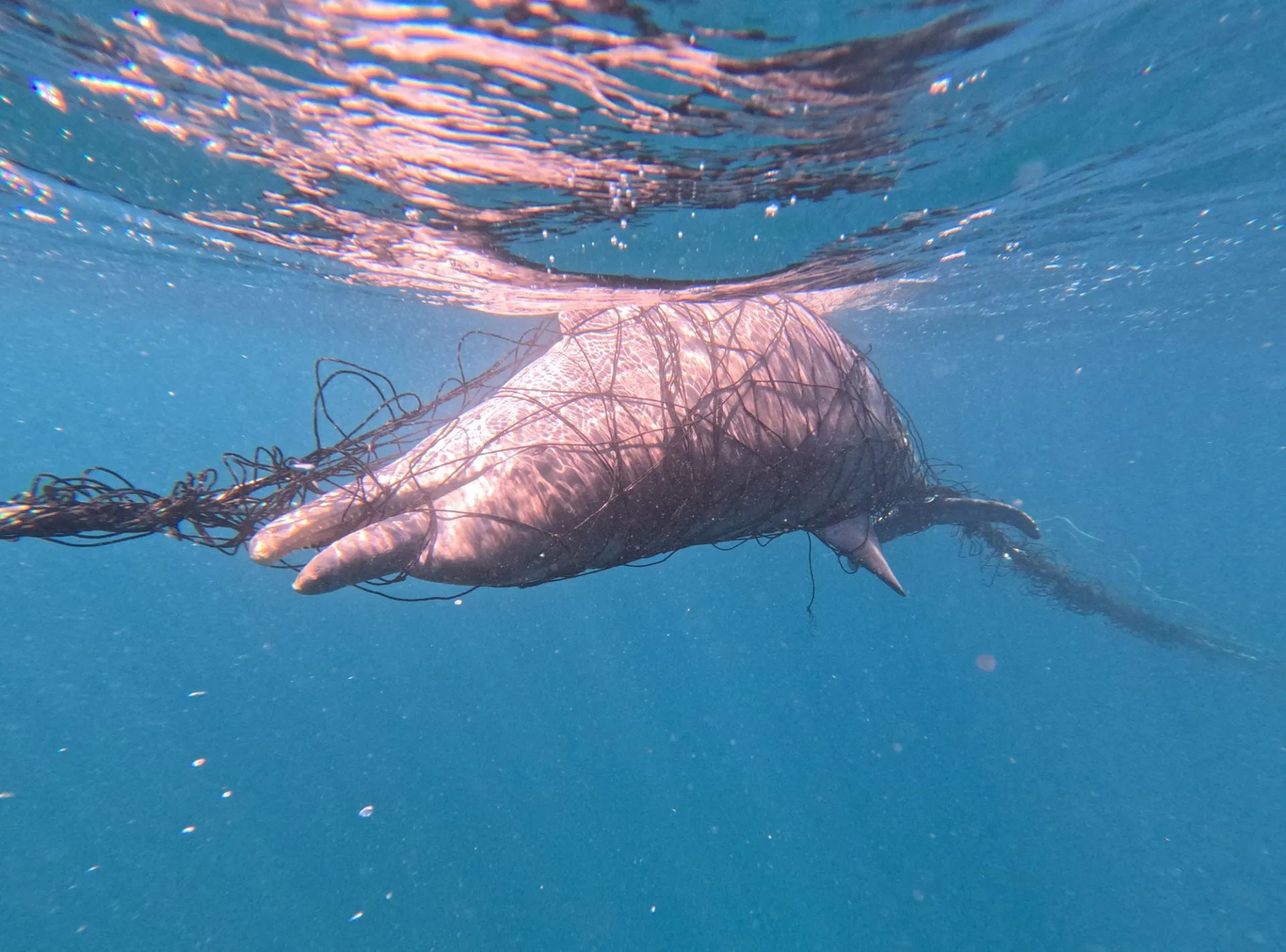 Proposed shark nets unsafe for marine life and humans say animal ...