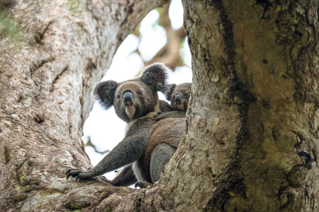 How would you stop koalas going extinct in the wild? – The Echo