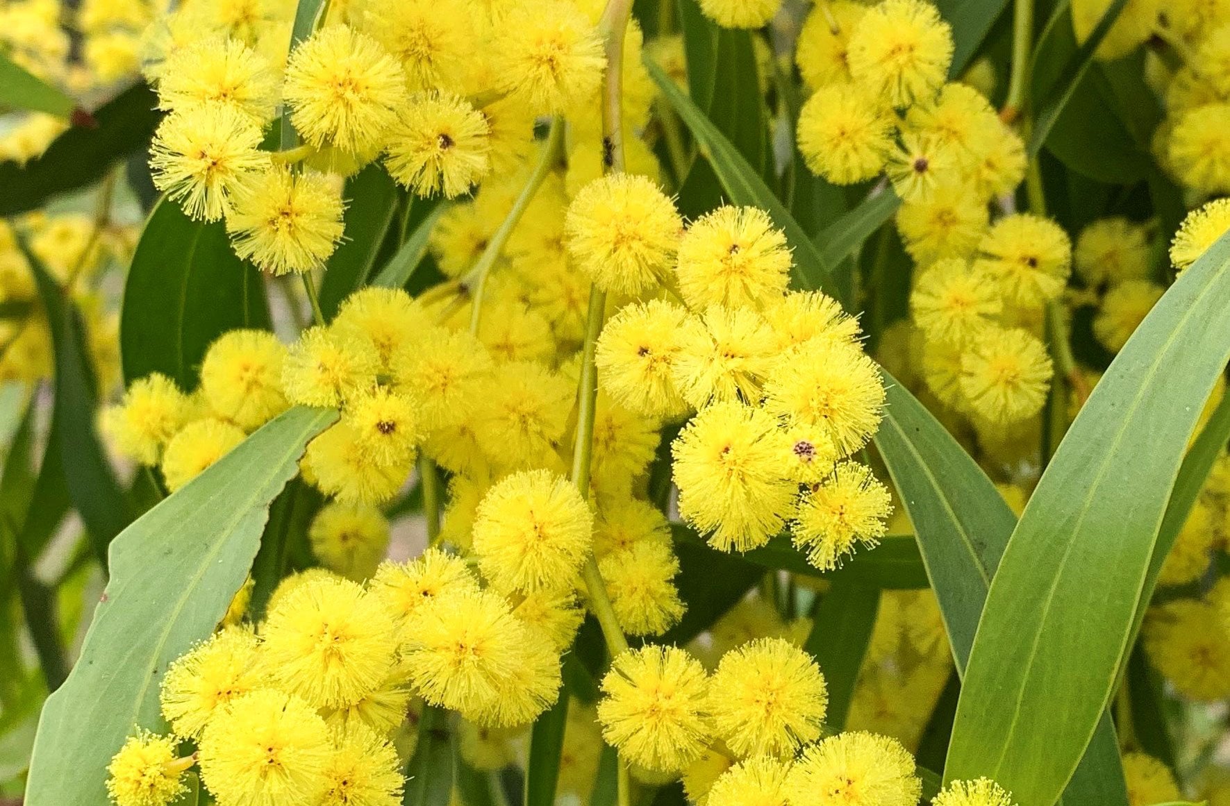 Celebrating a pioneer plant on National Wattle Day! – The Echo