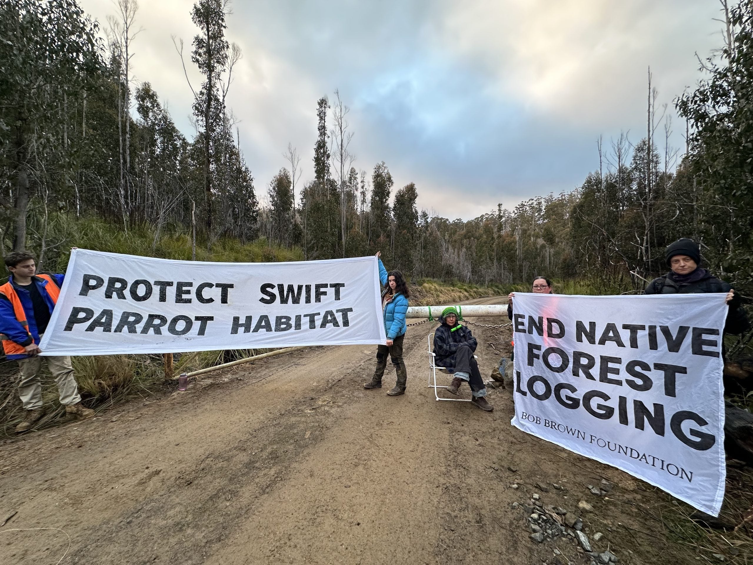 Logging protest in swift parrot habitat as birds return to breed – The Echo