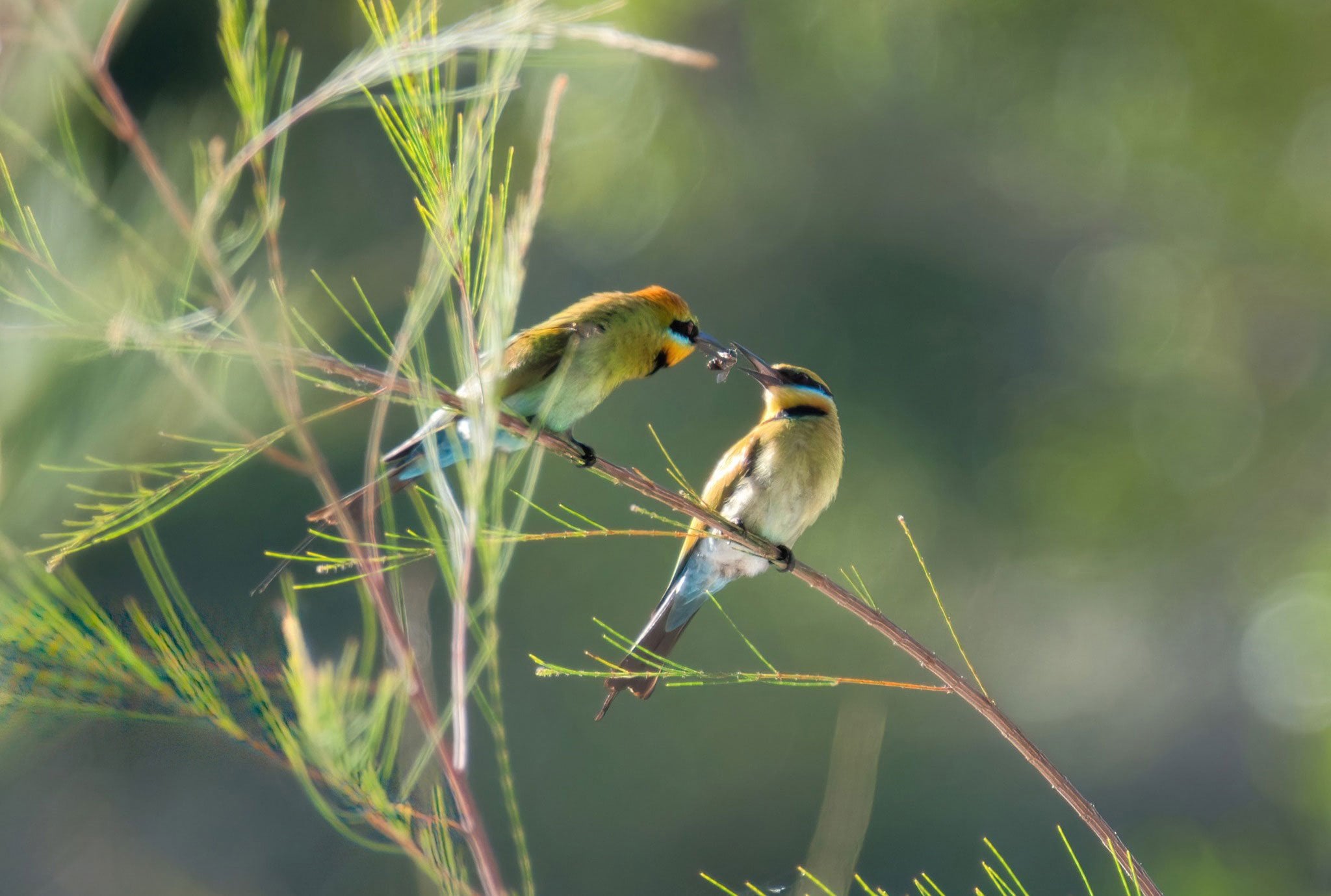 The scramble to save Wallum – The Echo