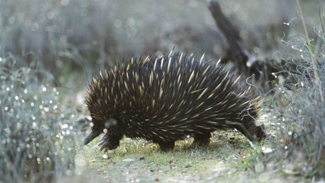 The secret love life of the echidna – The Echo