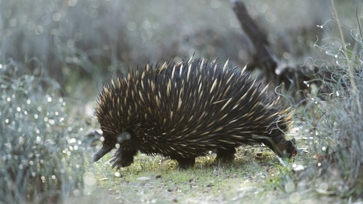 The secret love life of the echidna – The Echo