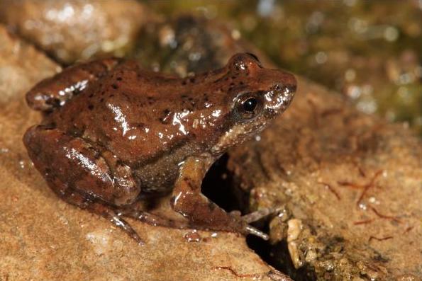 Countdown to one million frogs! – The Echo